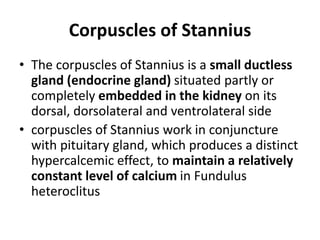 Excretory system of fishes | PPTX