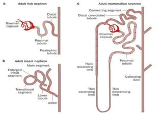 Excretory system of fishes | PPTX