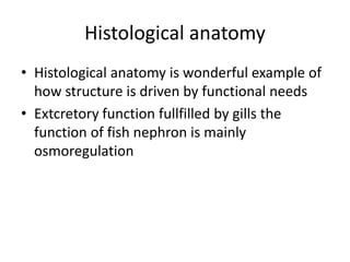 Excretory system of fishes | PPTX