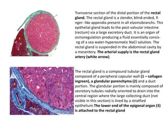 Excretory system of fishes | PPTX