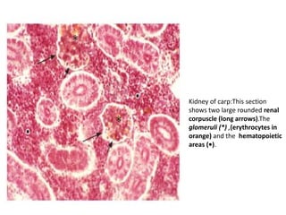 Excretory system of fishes | PPTX