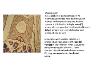 Excretory system of fishes | PPTX