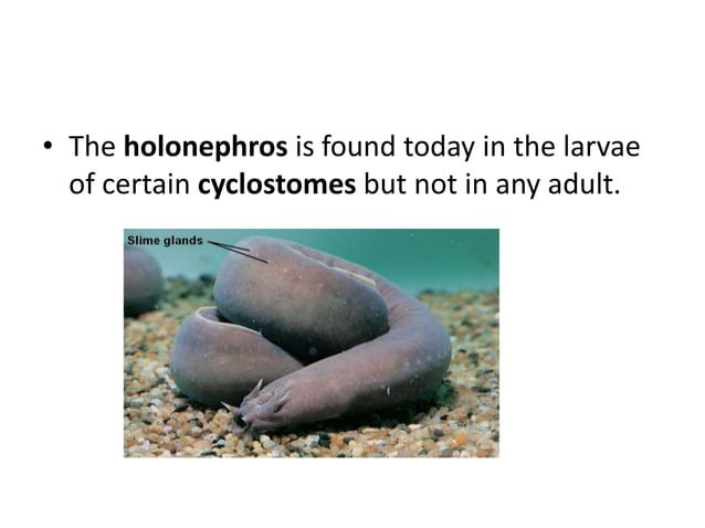 Excretory system of fishes | PPTX