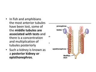 Excretory system of fishes