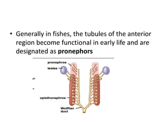 Excretory system of fishes