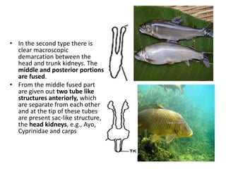 Fish Excretory System