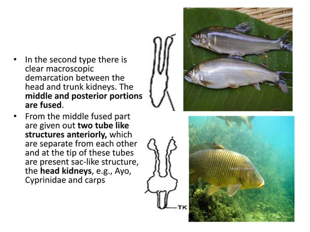 Excretory system of fishes