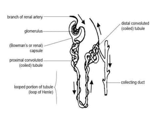 Fish Kidney Diagram