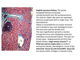 Excretory system of fishes | PPT