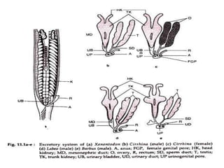Fish Kidney Diagram