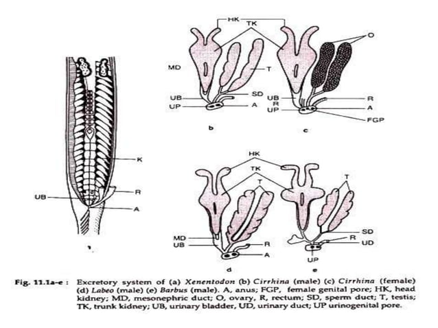 Excretory system of fishes