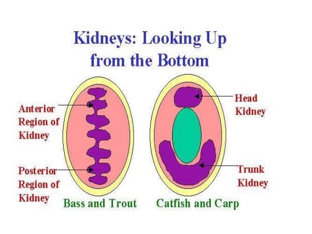Excretory system of fishes