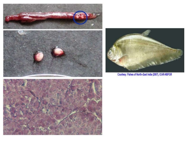 Excretory system of fishes
