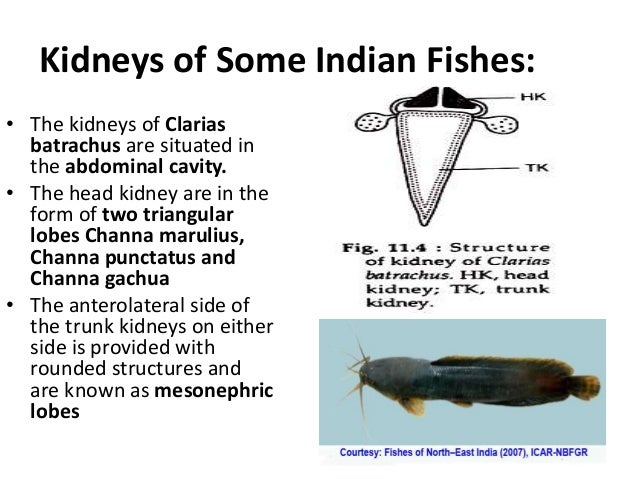 Excretory system of fishes
