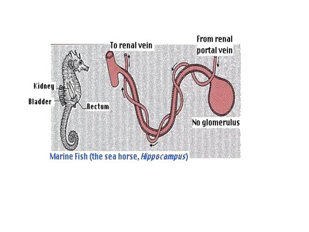 Fish Kidney Structure