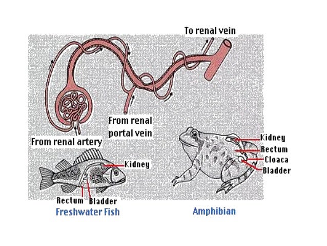 Excretory system of fishes