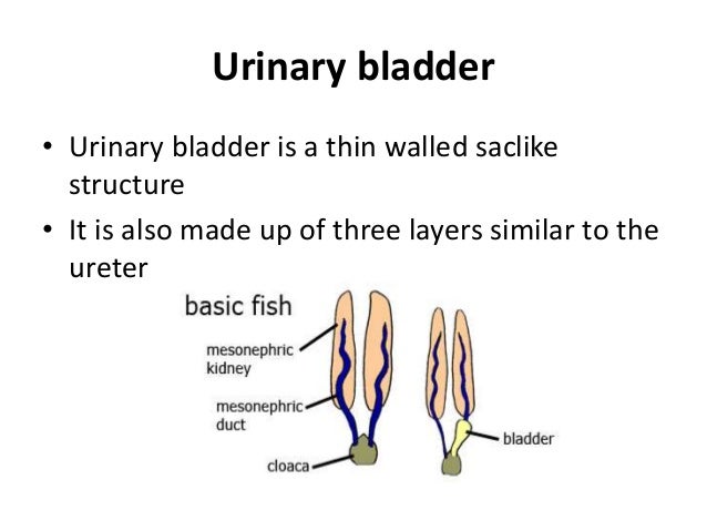 Fish Kidney Structure Discover The Anatomy Of A Salmon! 🐟🔍
