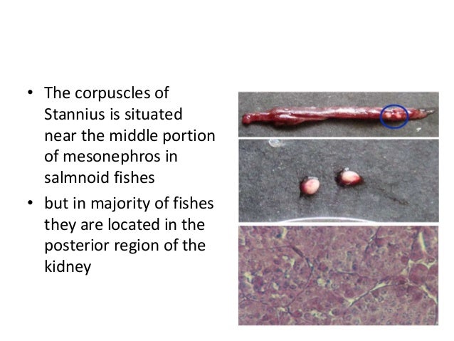 Excretory system of fishes
