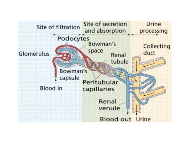 Excretory system of fishes