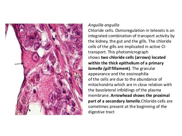 Excretory system of fishes