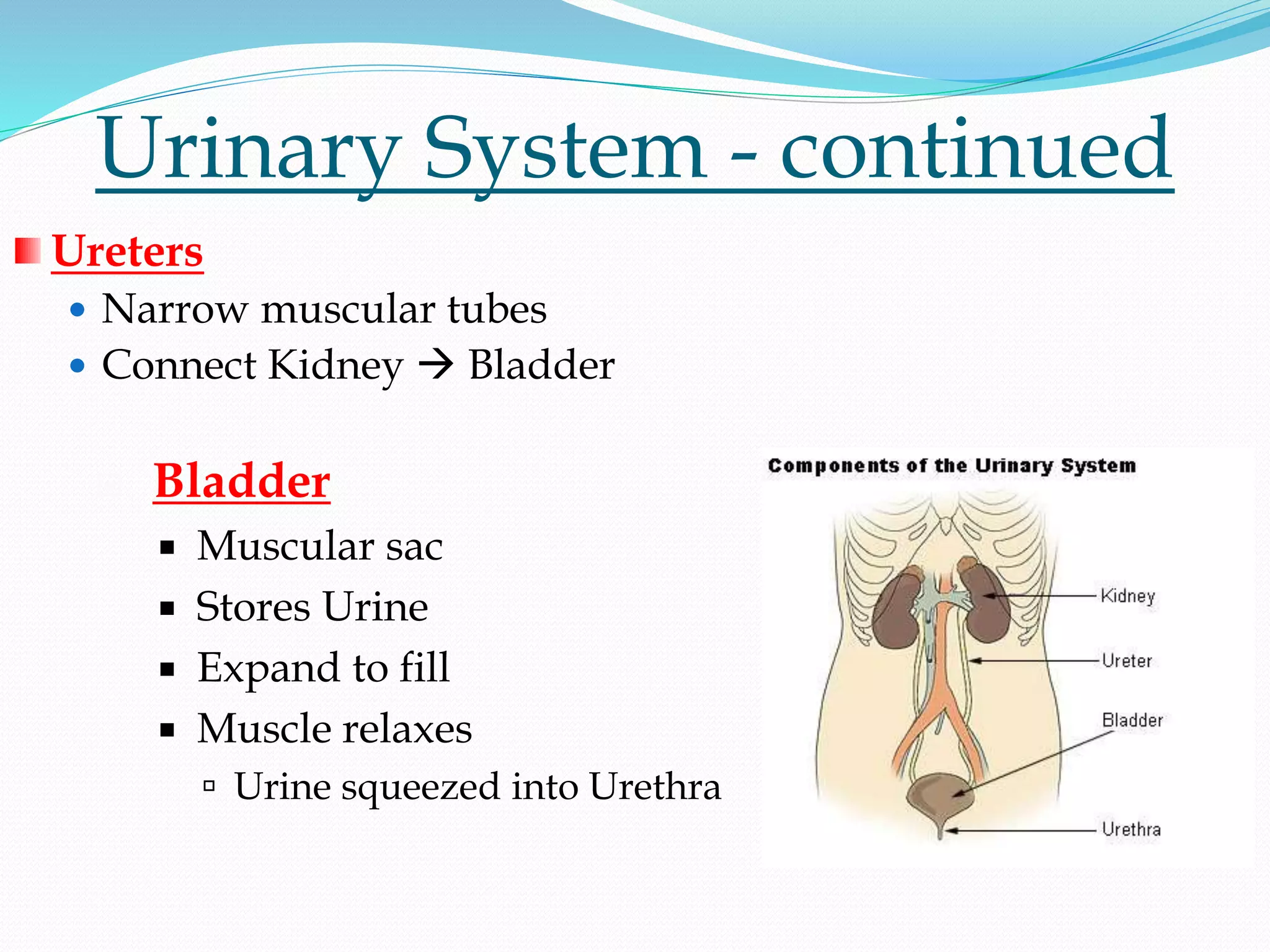 The Human Excretory Organs | PPTX