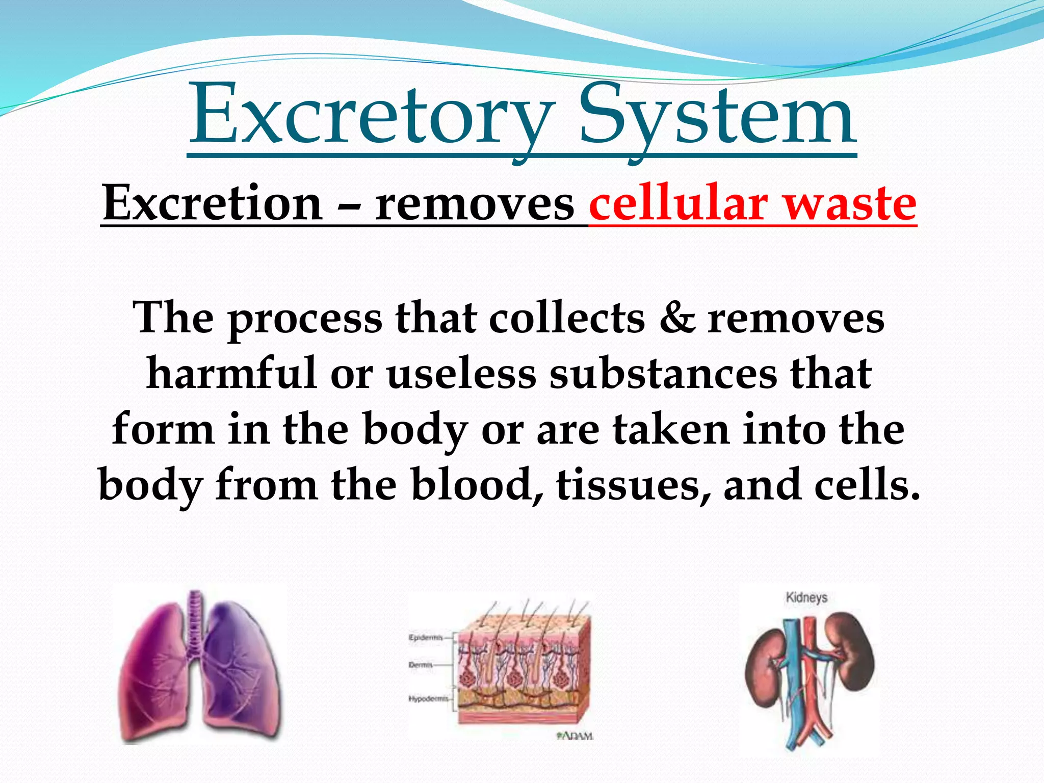 The Human Excretory Organs | PPTX