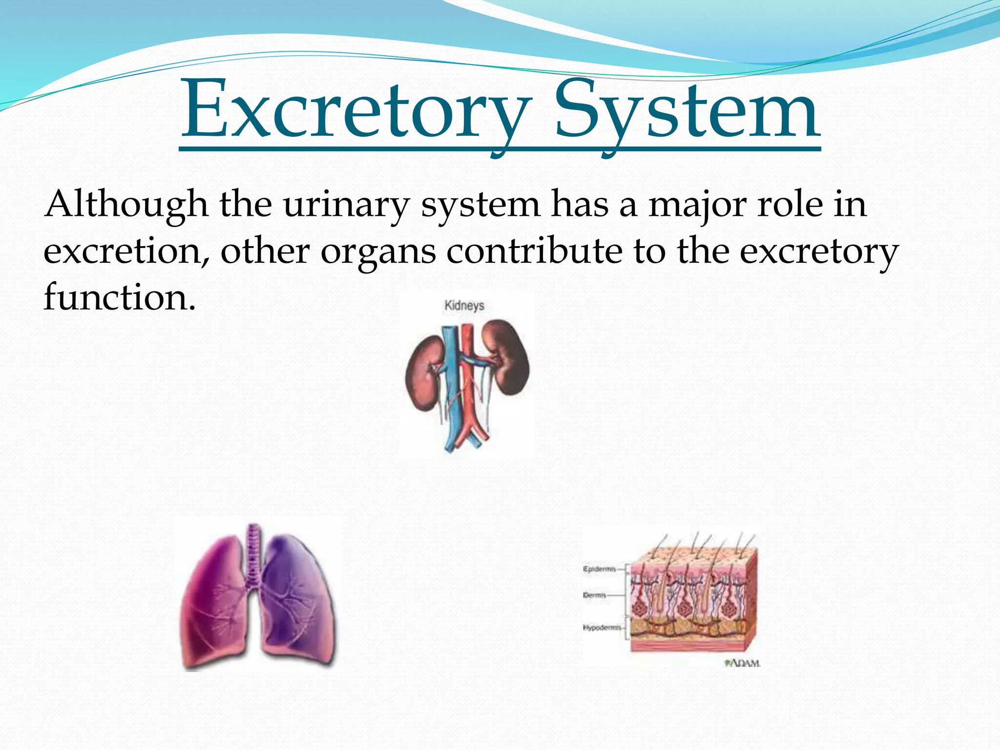 The Human Excretory Organs | PPTX