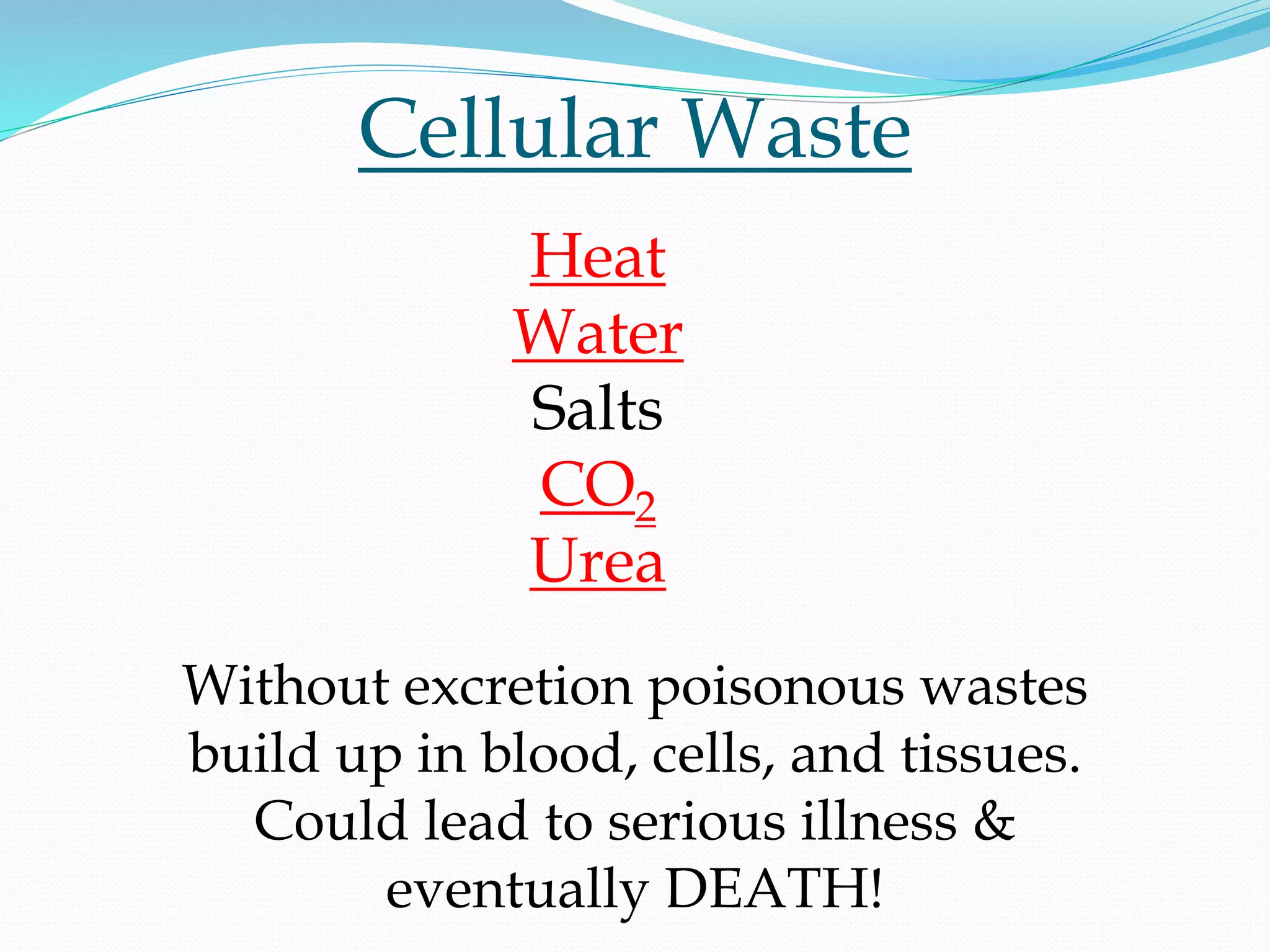 The Human Excretory Organs | PPTX