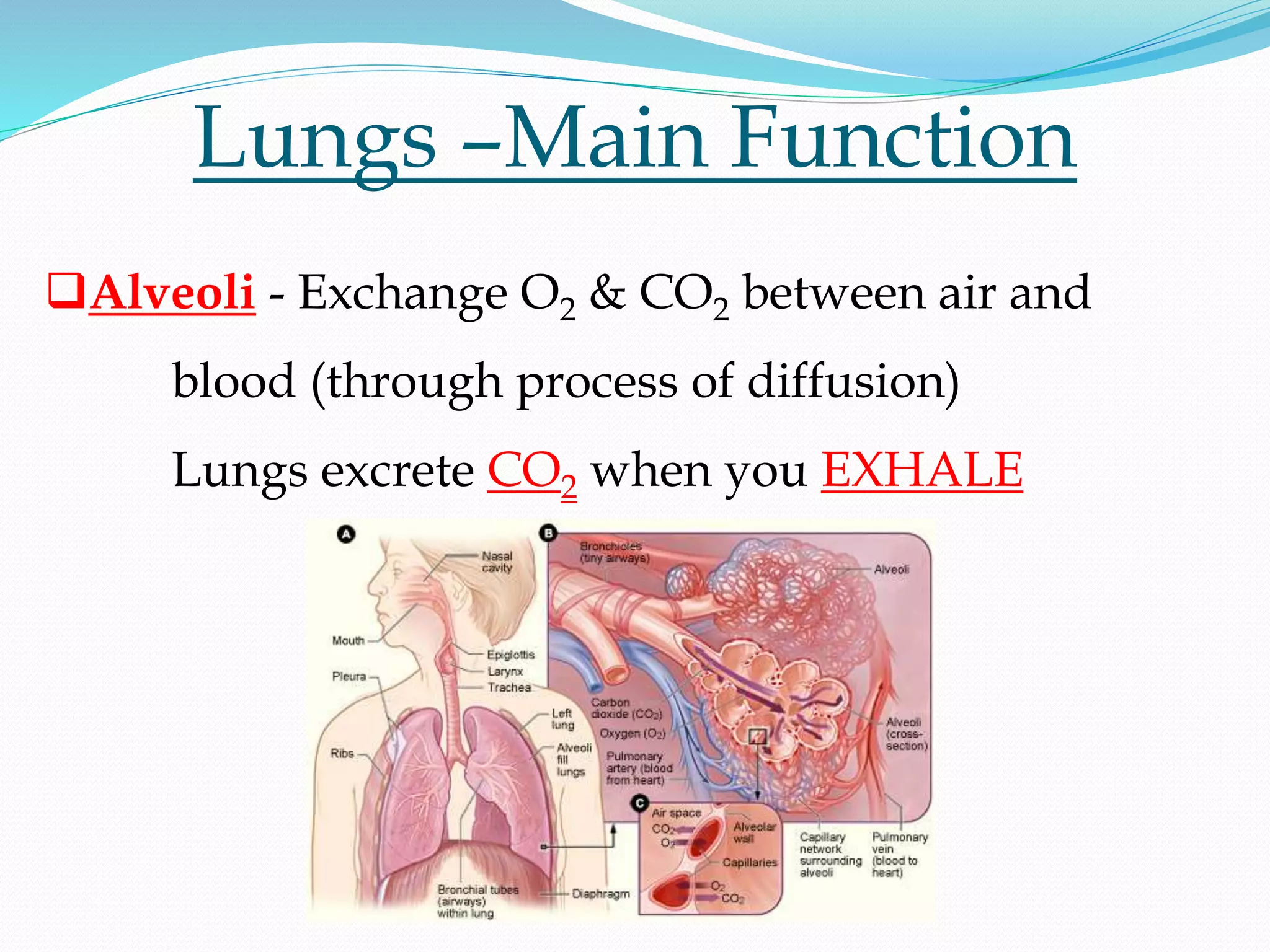 The Human Excretory Organs | PPTX