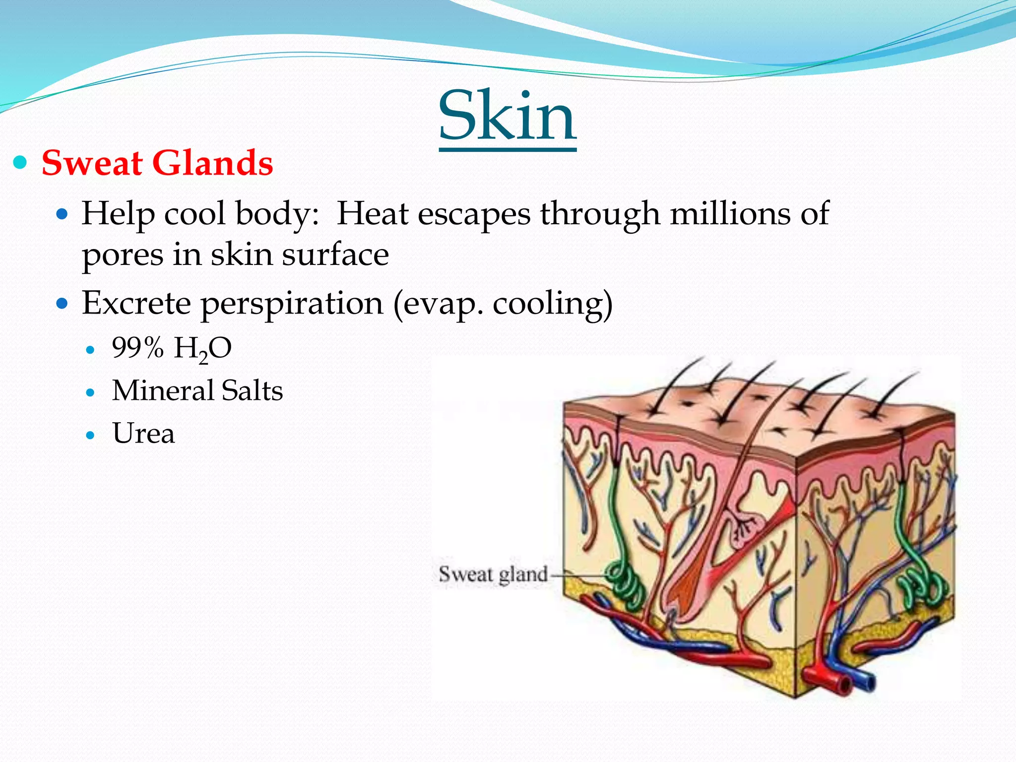 The Human Excretory Organs | PPTX