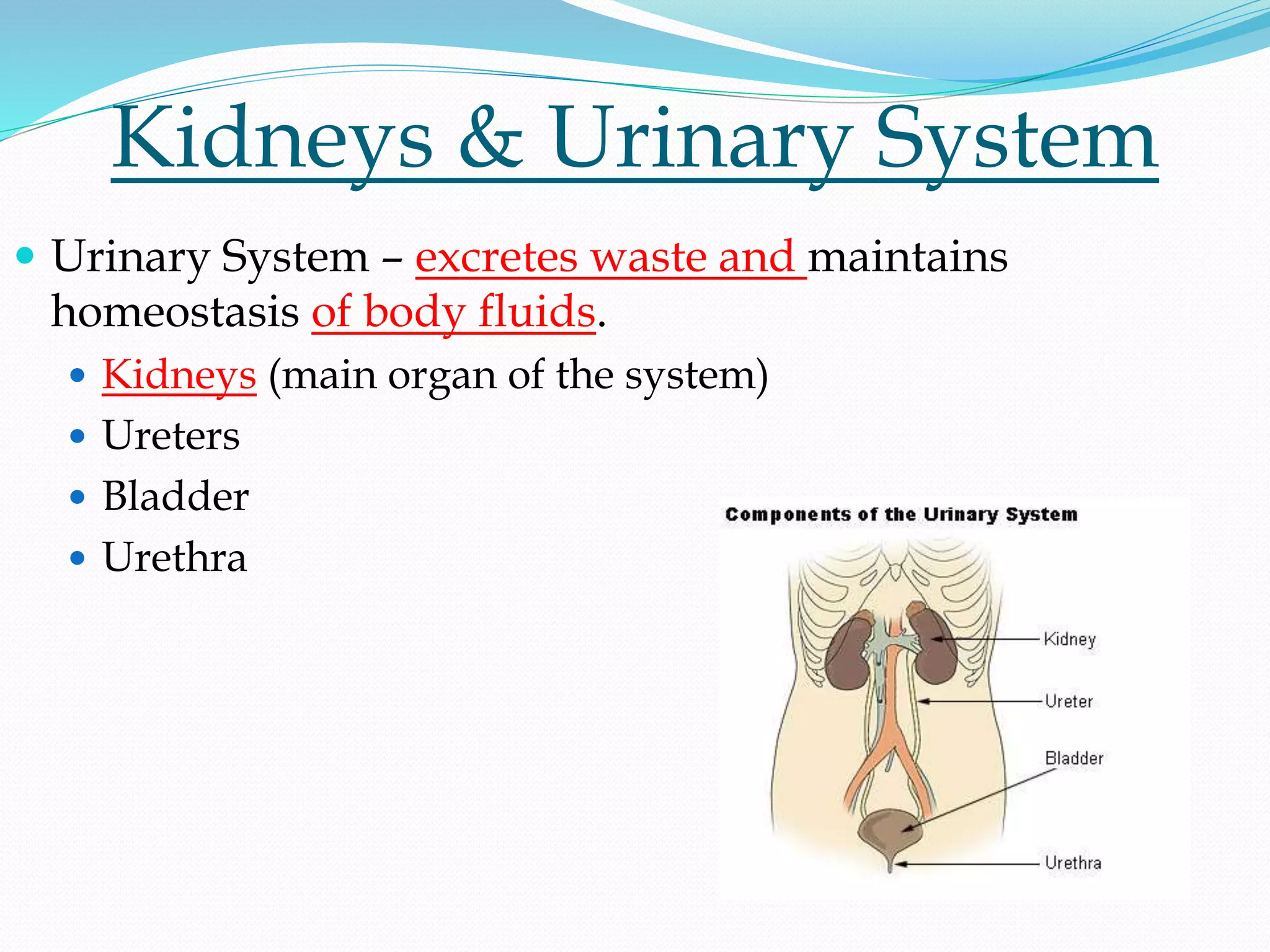 The Human Excretory Organs | PPTX