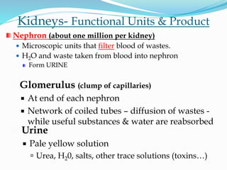 The Human Excretory Organs | PPTX