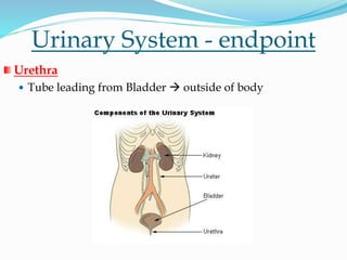 The Human Excretory Organs | PPTX