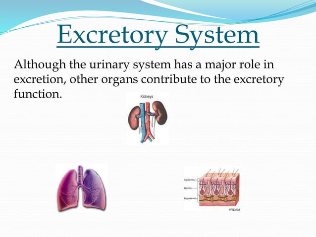 The Human Excretory Organs | PPTX