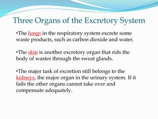 The Human Excretory Organs | PPTX