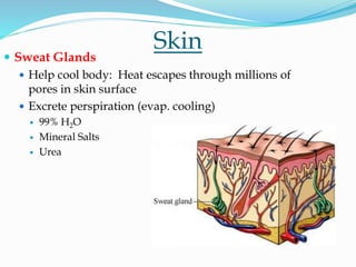 The Human Excretory Organs | PPTX