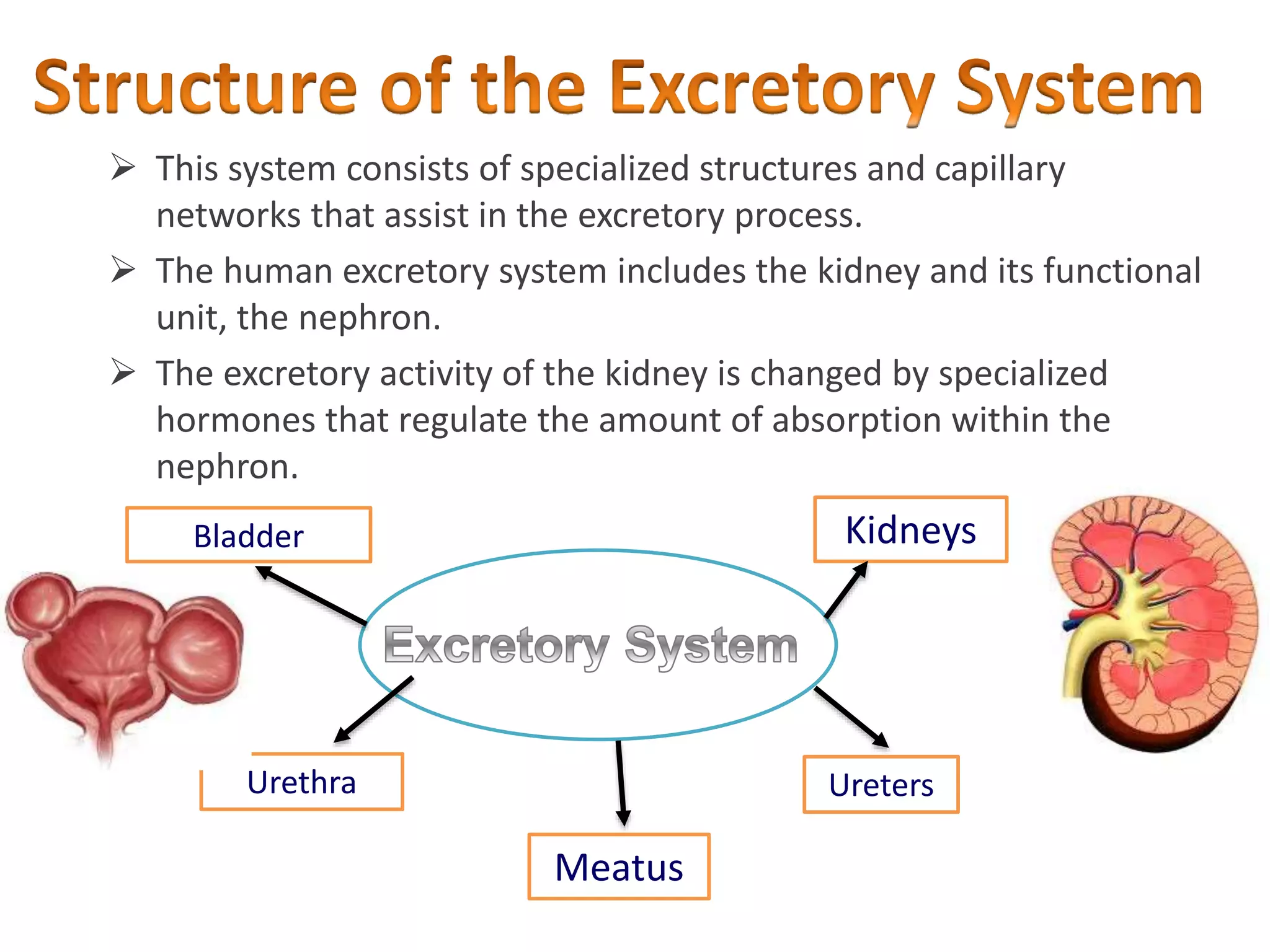 Excretory system | PPTX