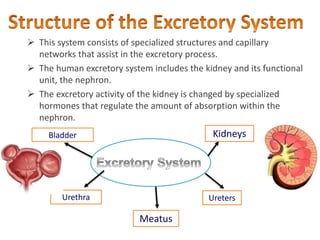 Excretory system | PPTX