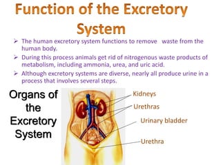 Excretory System Functions