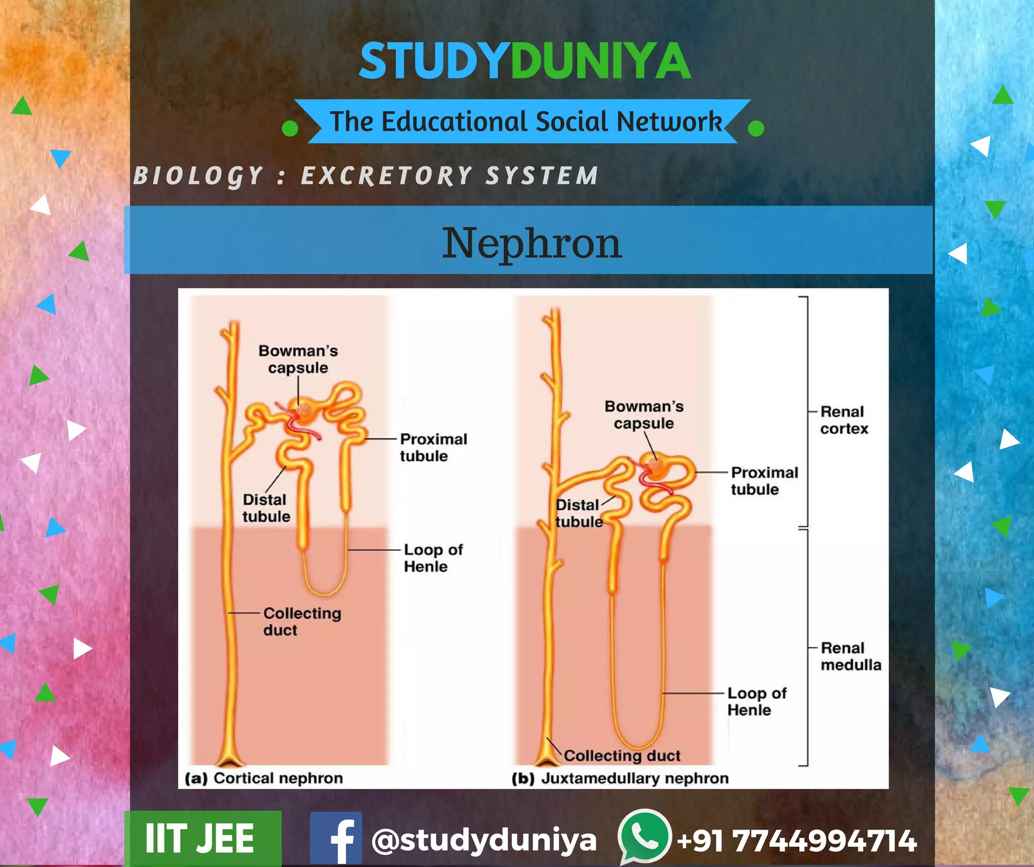 Excretory system | PPT