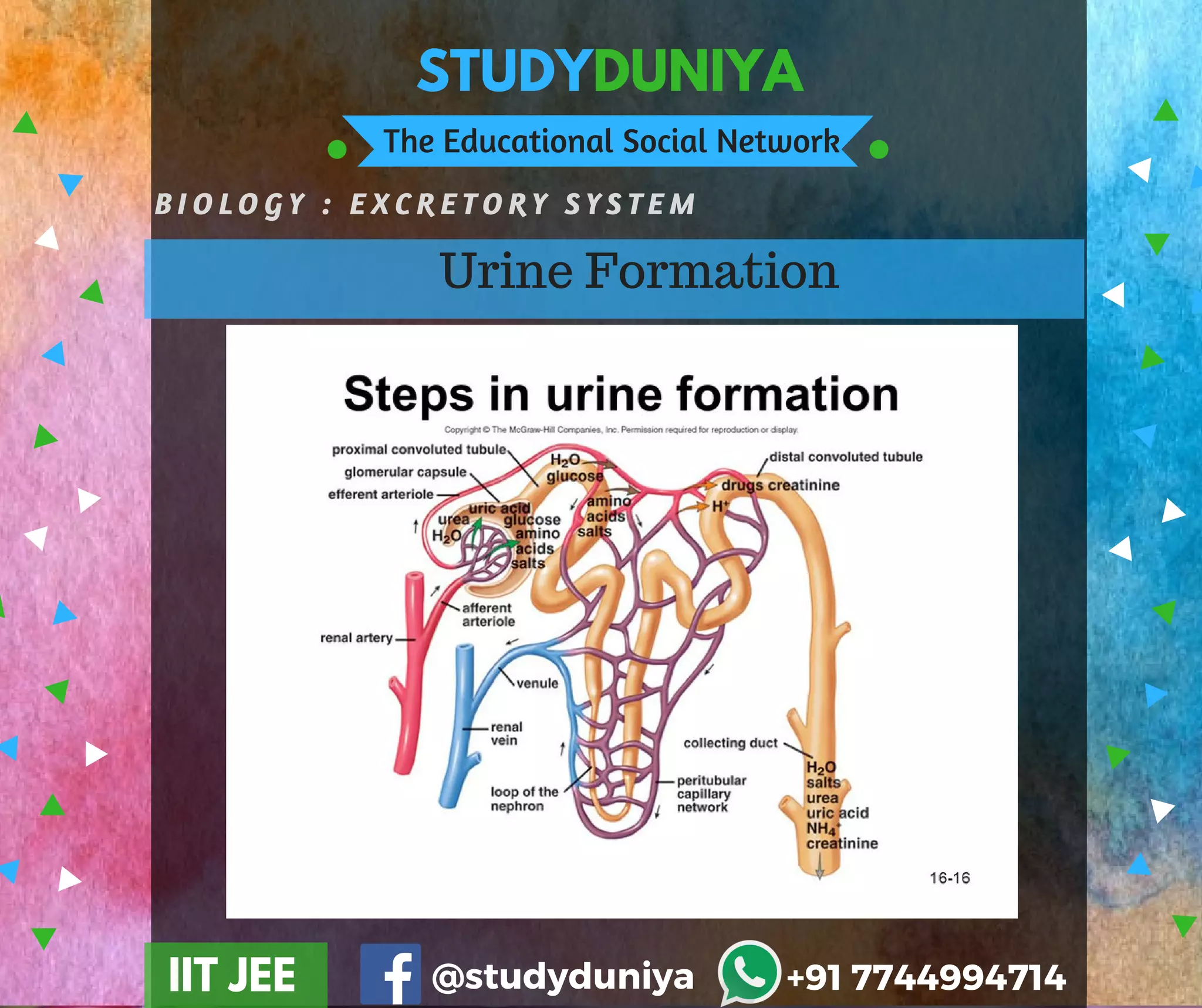 Excretory system | PPT
