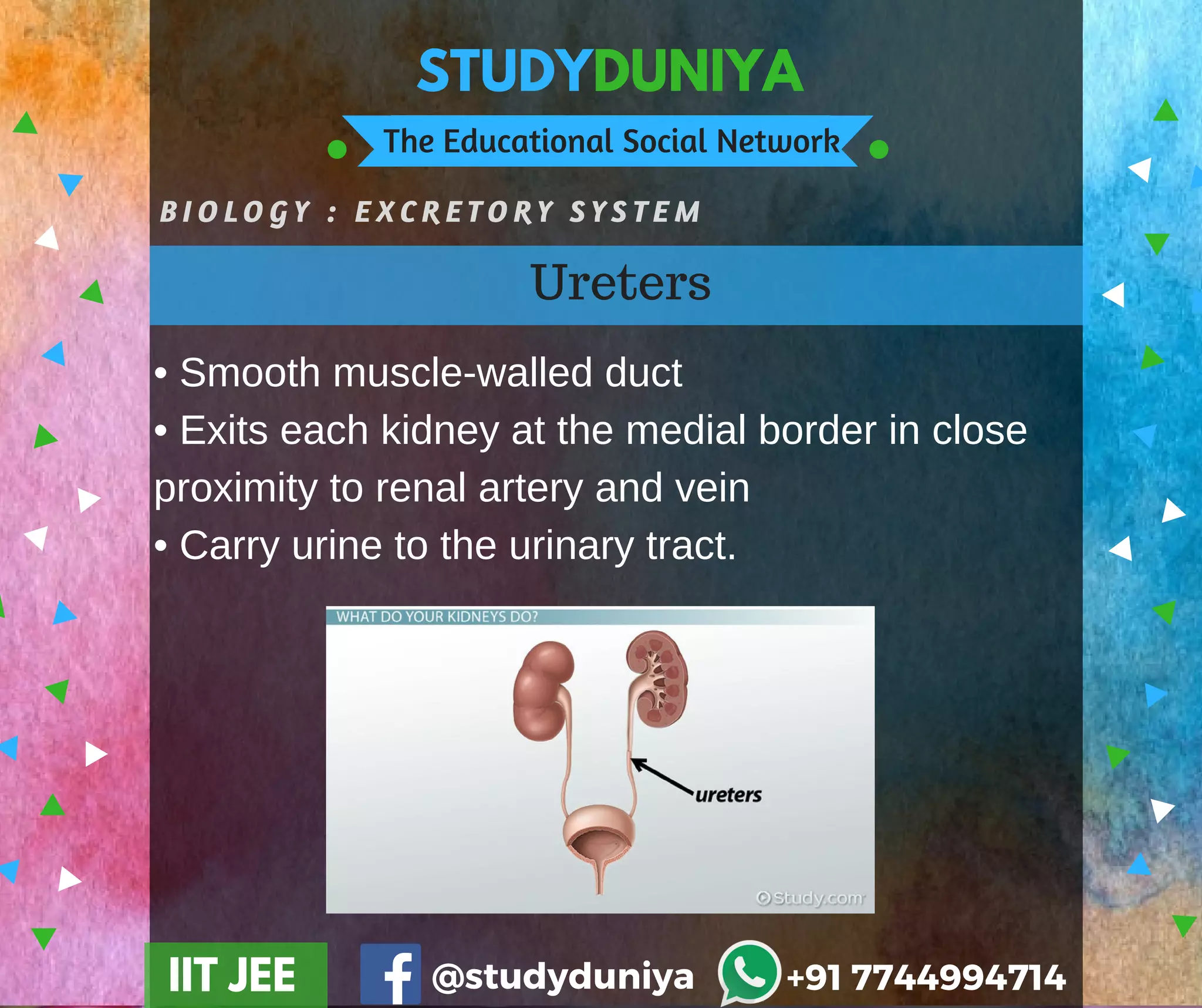 Excretory system | PPT