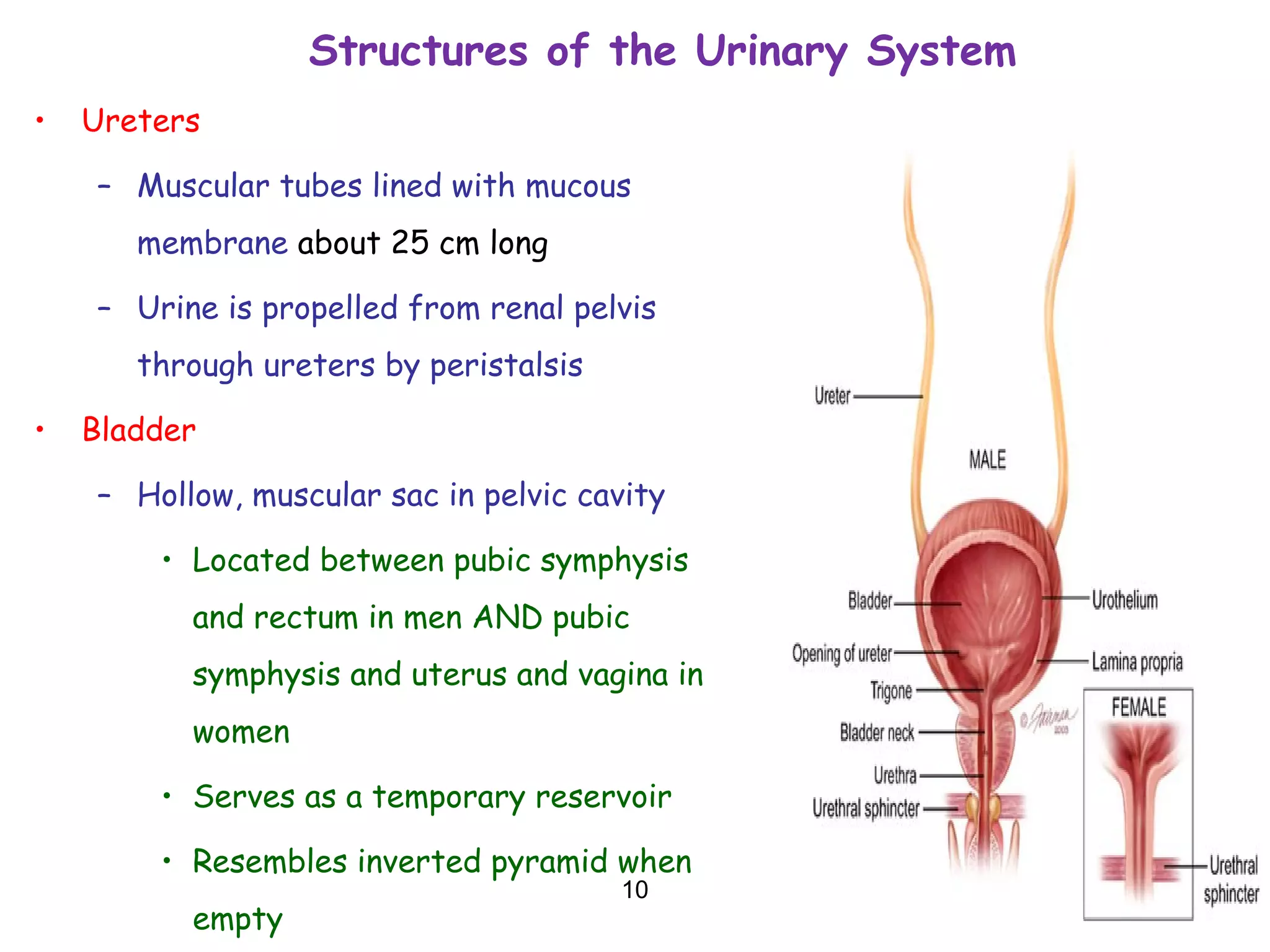 The Excretory system | PPT
