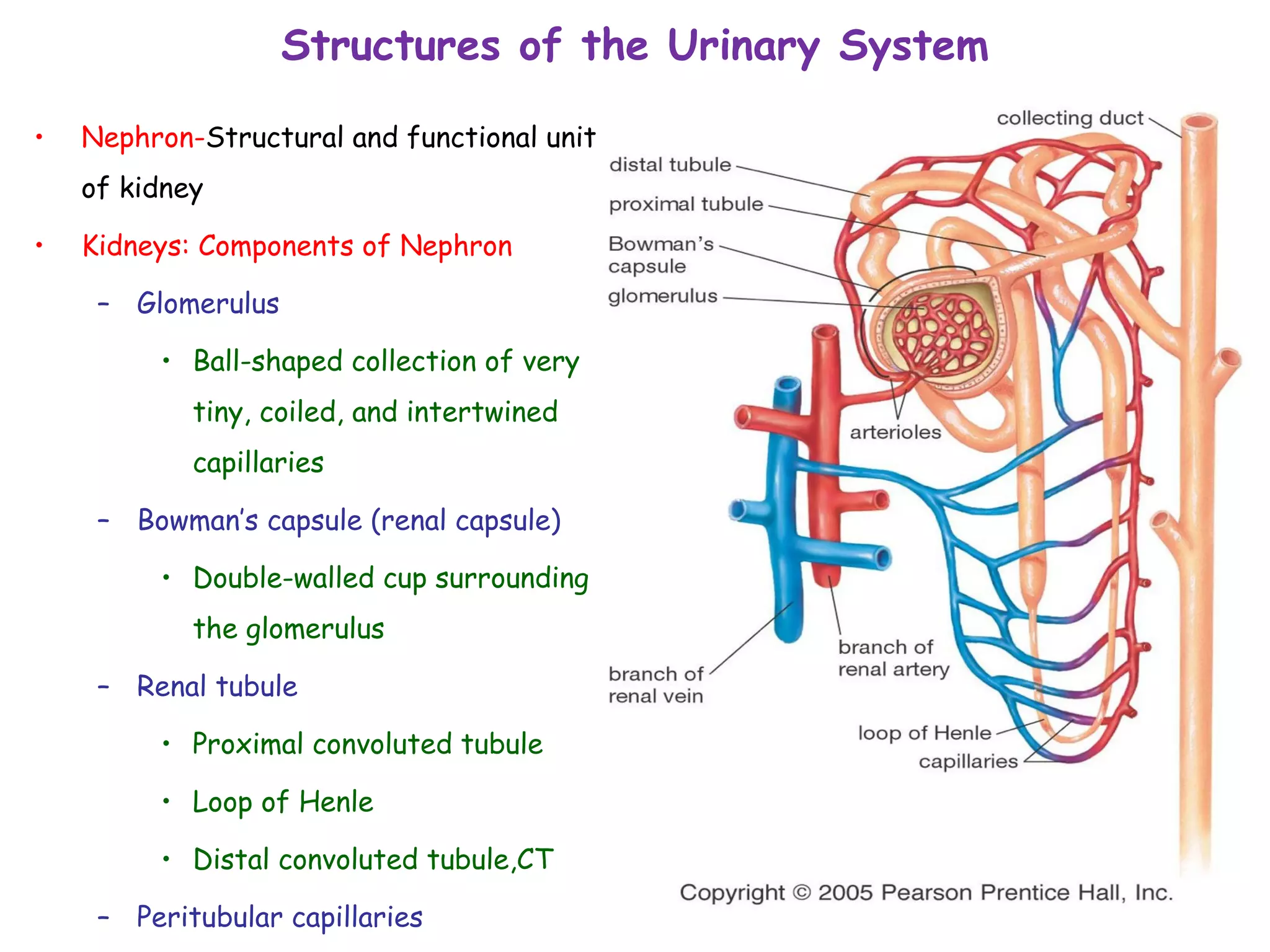The Excretory system | PPT