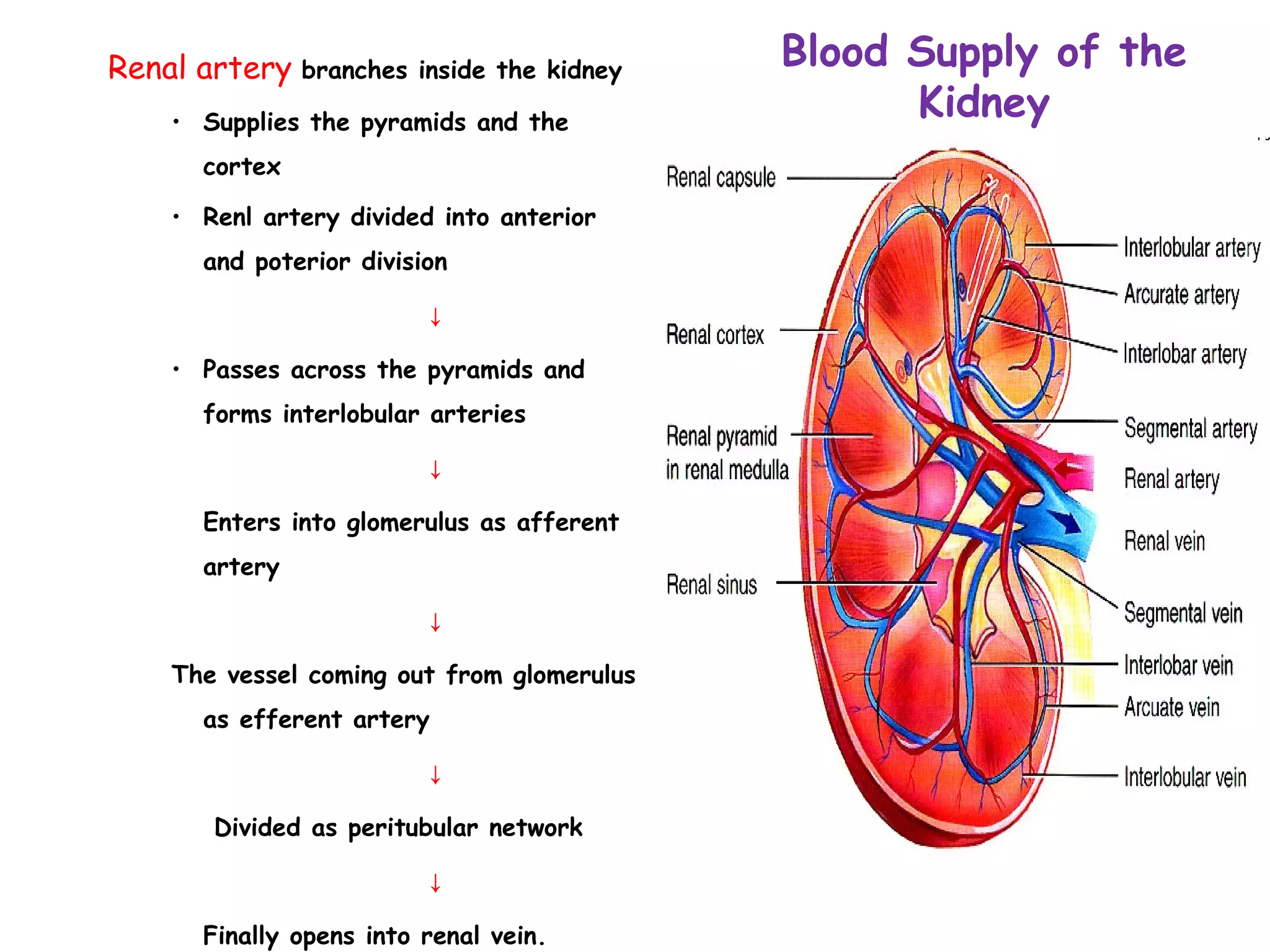 The Excretory system | PPT