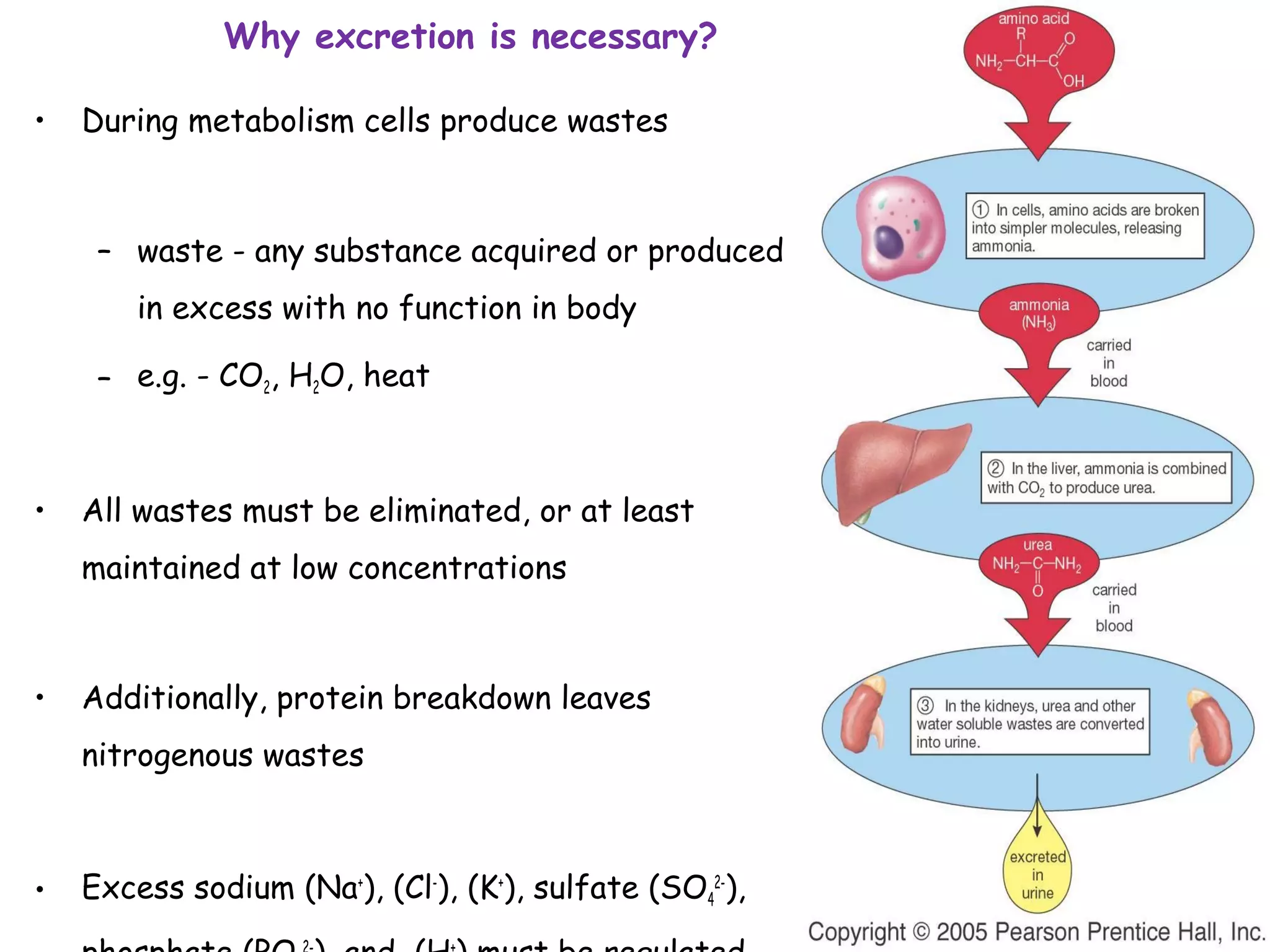 The Excretory system | PPT