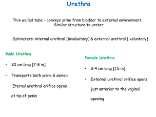 The Excretory system | PPT