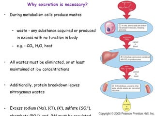The Excretory system | PPT