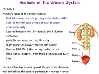 The Excretory system | PPT