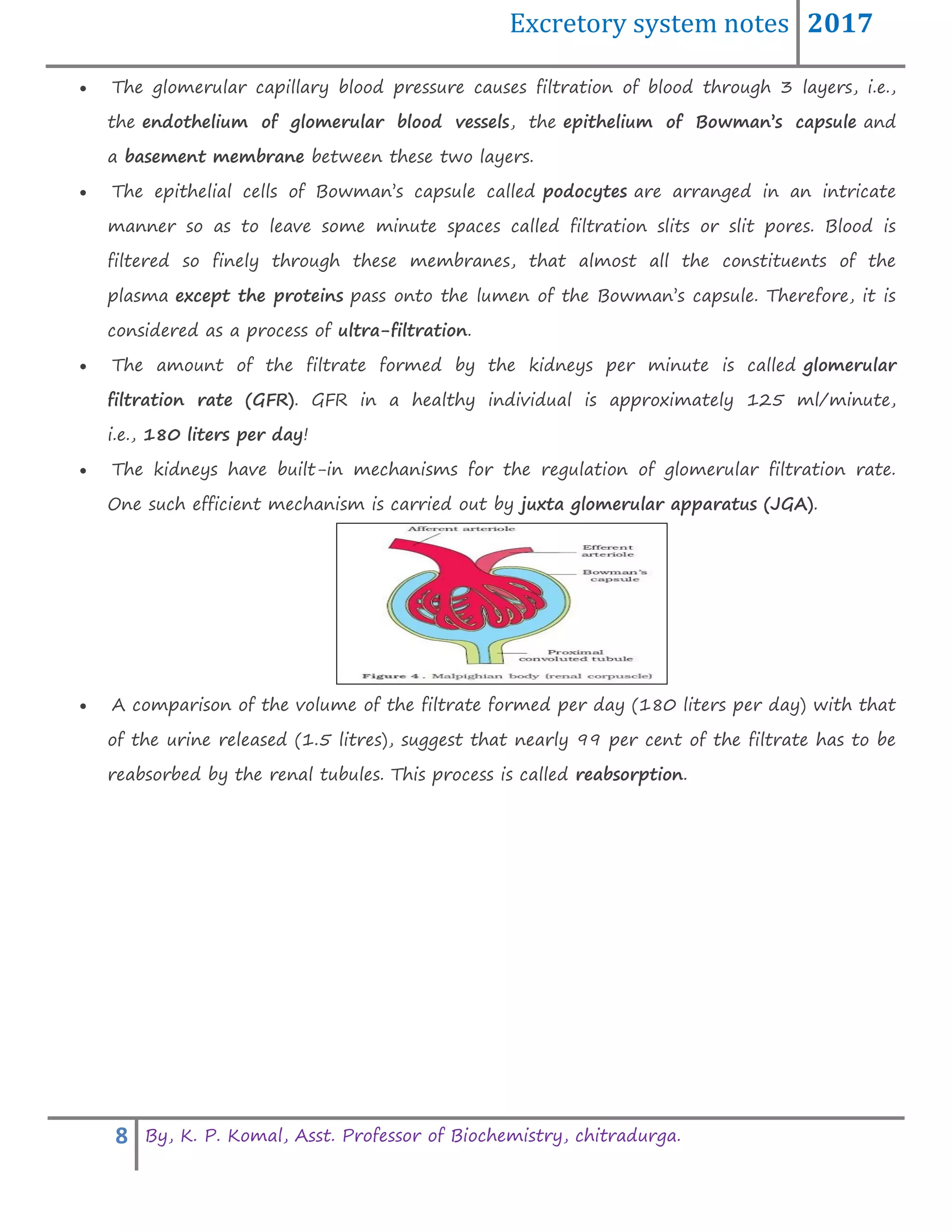 Excretory system | PDF